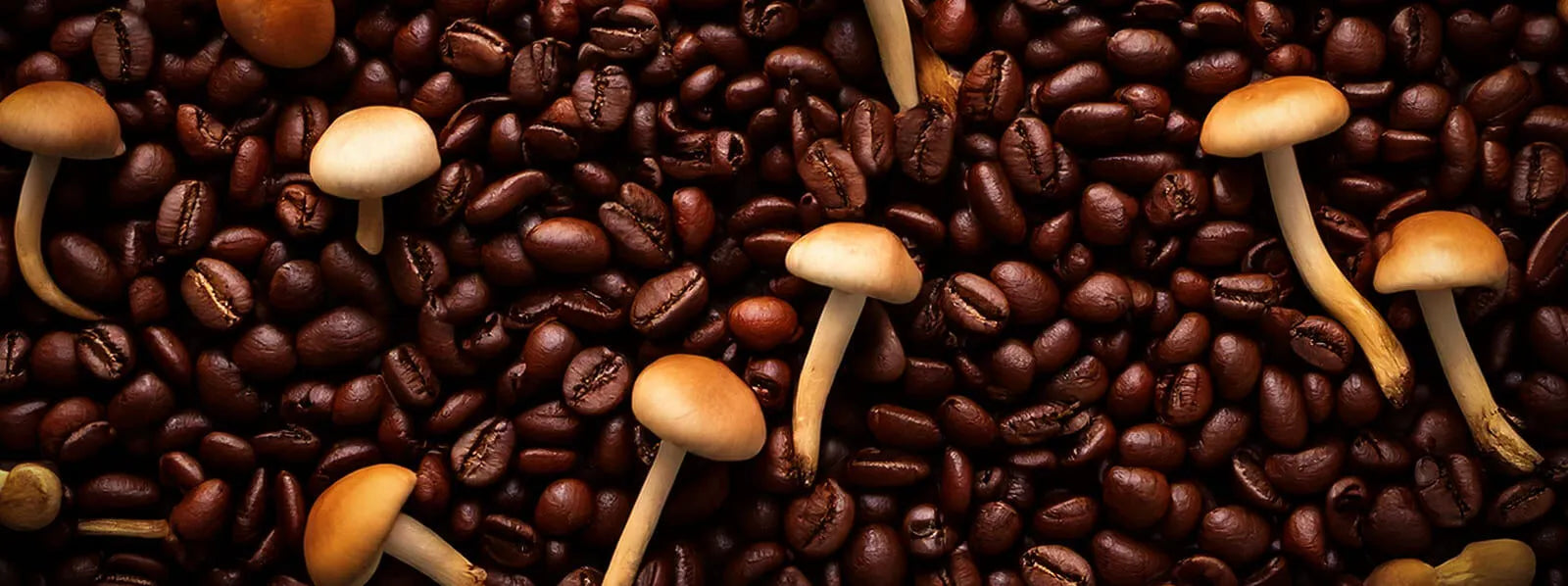 Guía del café con hongos para principiantes - Café Colombia