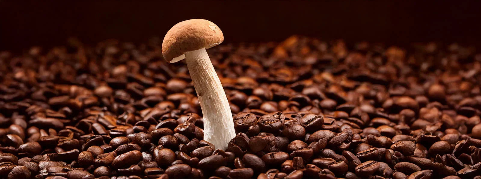 Discover the 5 best mushroom coffee brands
