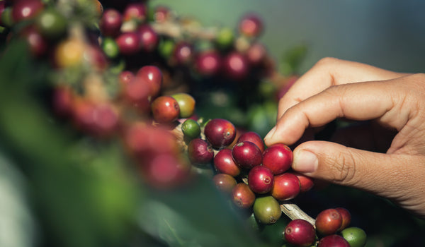 ¿Qué es el cinturón cafetero?