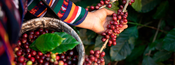 Cuál es el mejor café de Colombia: Descubre la joya del Eje Cafetero e